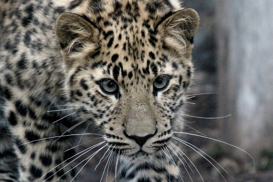Leopard Getting Ready To Attack by Randy Lubbering · 365 Project