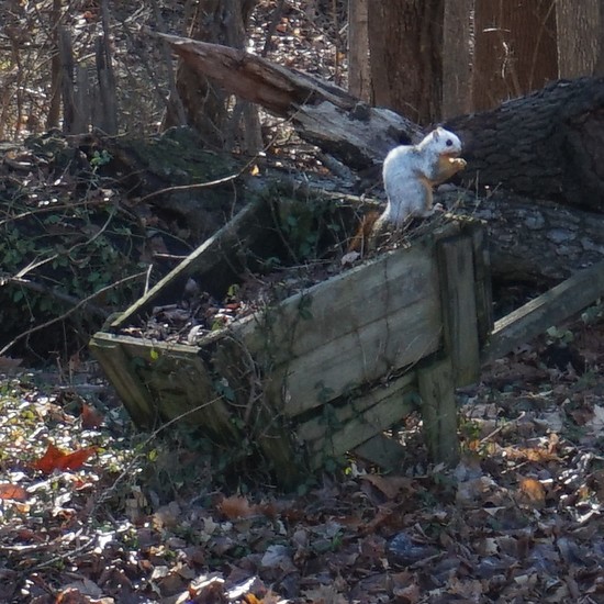 Bandit the squirrel by Tunia McClure · 365 Project