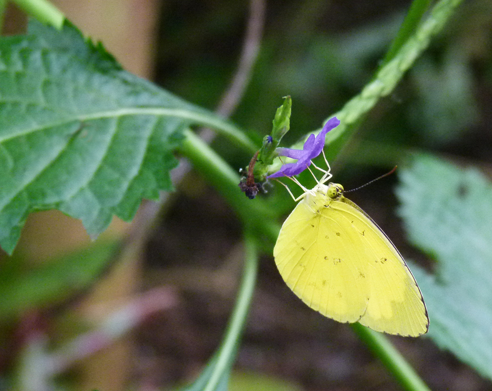 Common Grass Yellow Butterfly by Babs · 365 Project