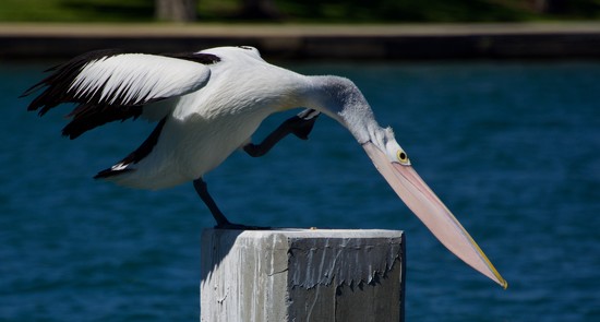 Stretch and Scratch_DSC8128 by Merrelyn · 365 Project