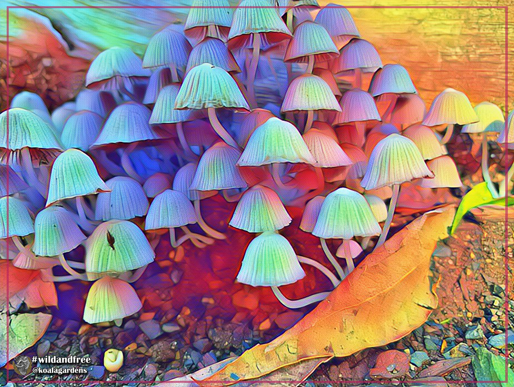 Magic Mushies by KoalaGardens🐨 · 365 Project