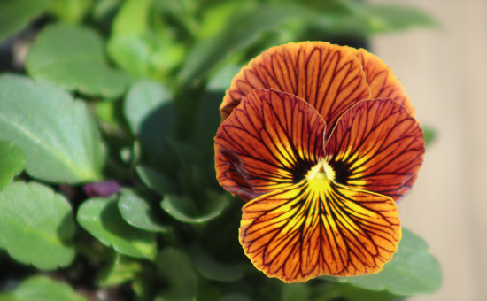 Tiger Eye Viola by Junan Heath · 365 Project