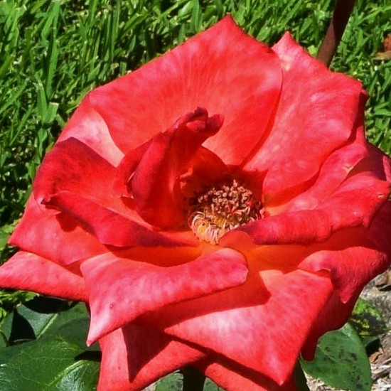 Deep Coral Rose ~ by Valerie Chesney · 365 Project