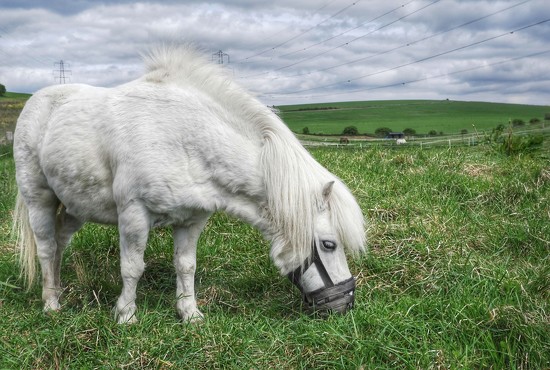 Grazing by 4rky · 365 Project