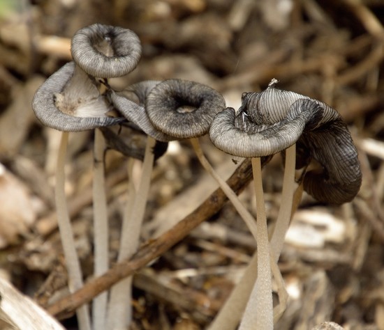 Tall toadstools by Liana Bull · 365 Project