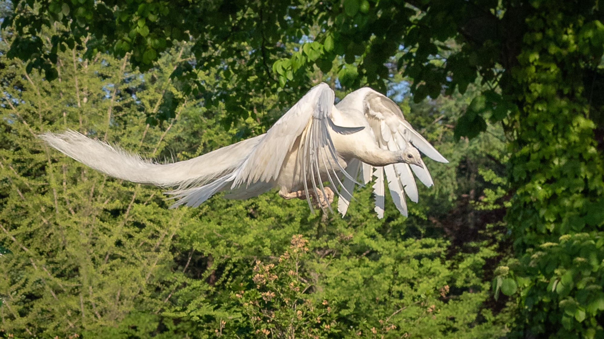 Gasp! A Flying White Peacock! by Junko Y · 365 Project
