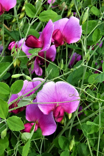 Everlasting Sweet peas . by Beryl Lloyd · 365 Project
