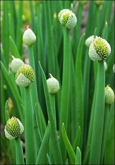 Onion Seed Pods by Ann H. LeFevre · 365 Project
