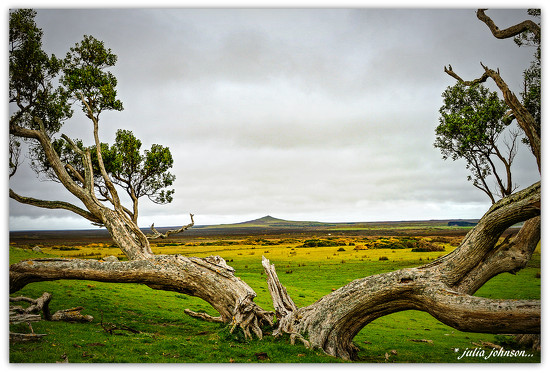 Ake Ake Tree by julia · 365 Project