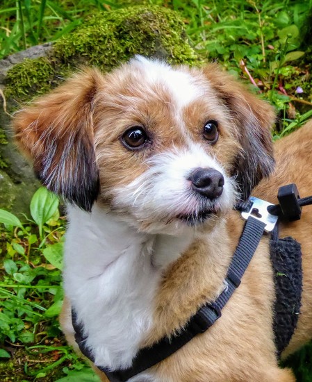 Rescued by 4rky · 365 Project