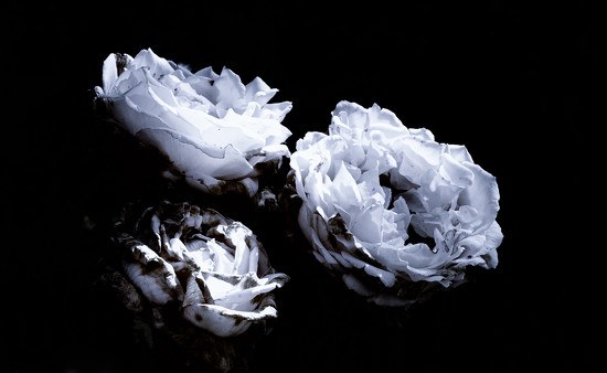 Faffing about with overblown roses... by Richard Sayer · 365 Project