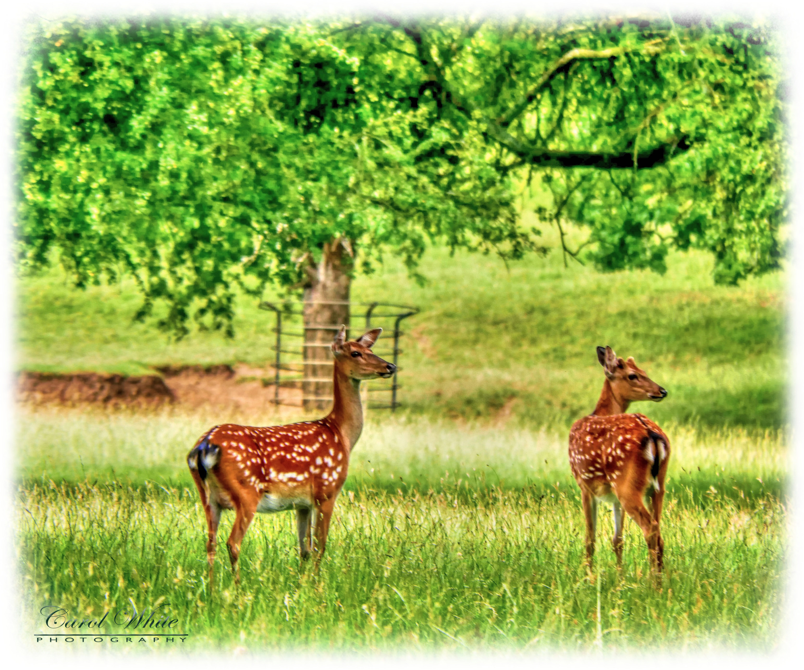 Fallow Deer,Woburn Deer Park by carol white · 365 Project
