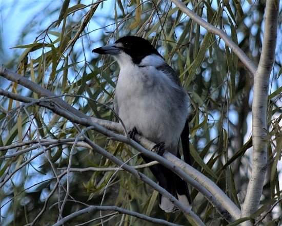 Juvenile Butcher Bird ~ by Valerie Chesney · 365 Project