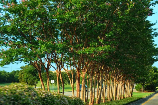 Crepe Myrtles all in a row by Lou Ann · 365 Project