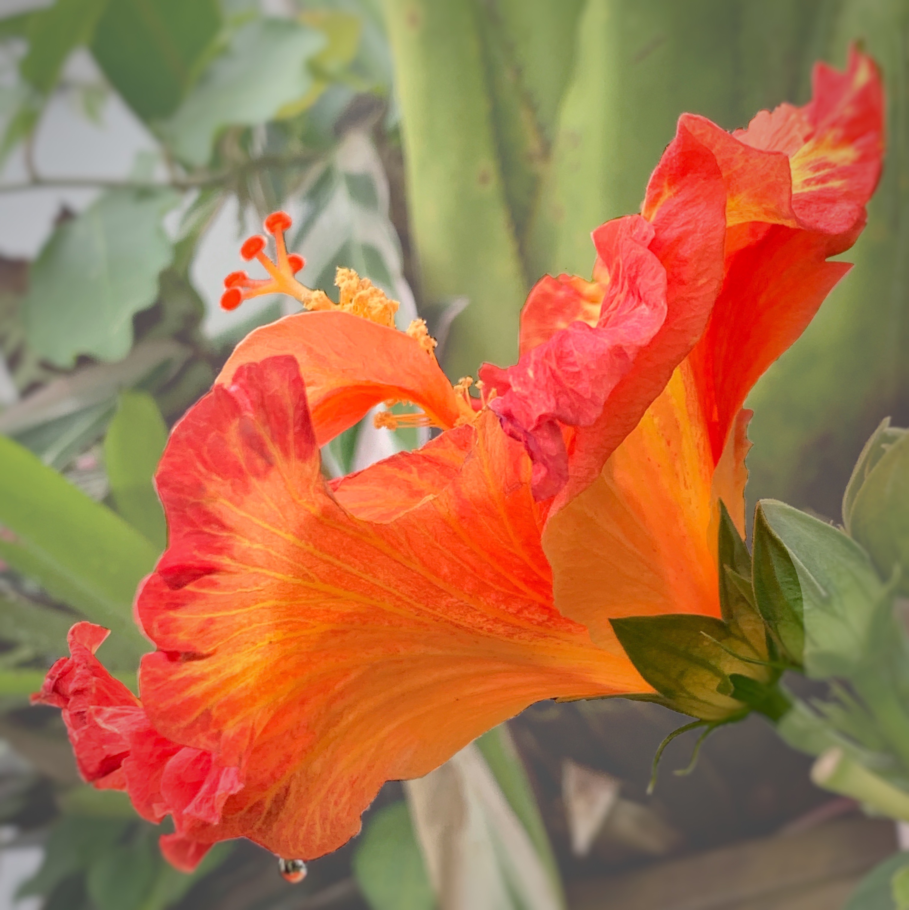 Orange beauty by Shutterbug · 365 Project