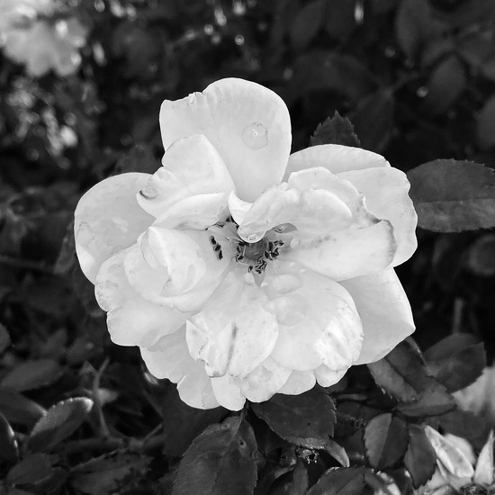 Rose in B&W by Shutterbug · 365 Project