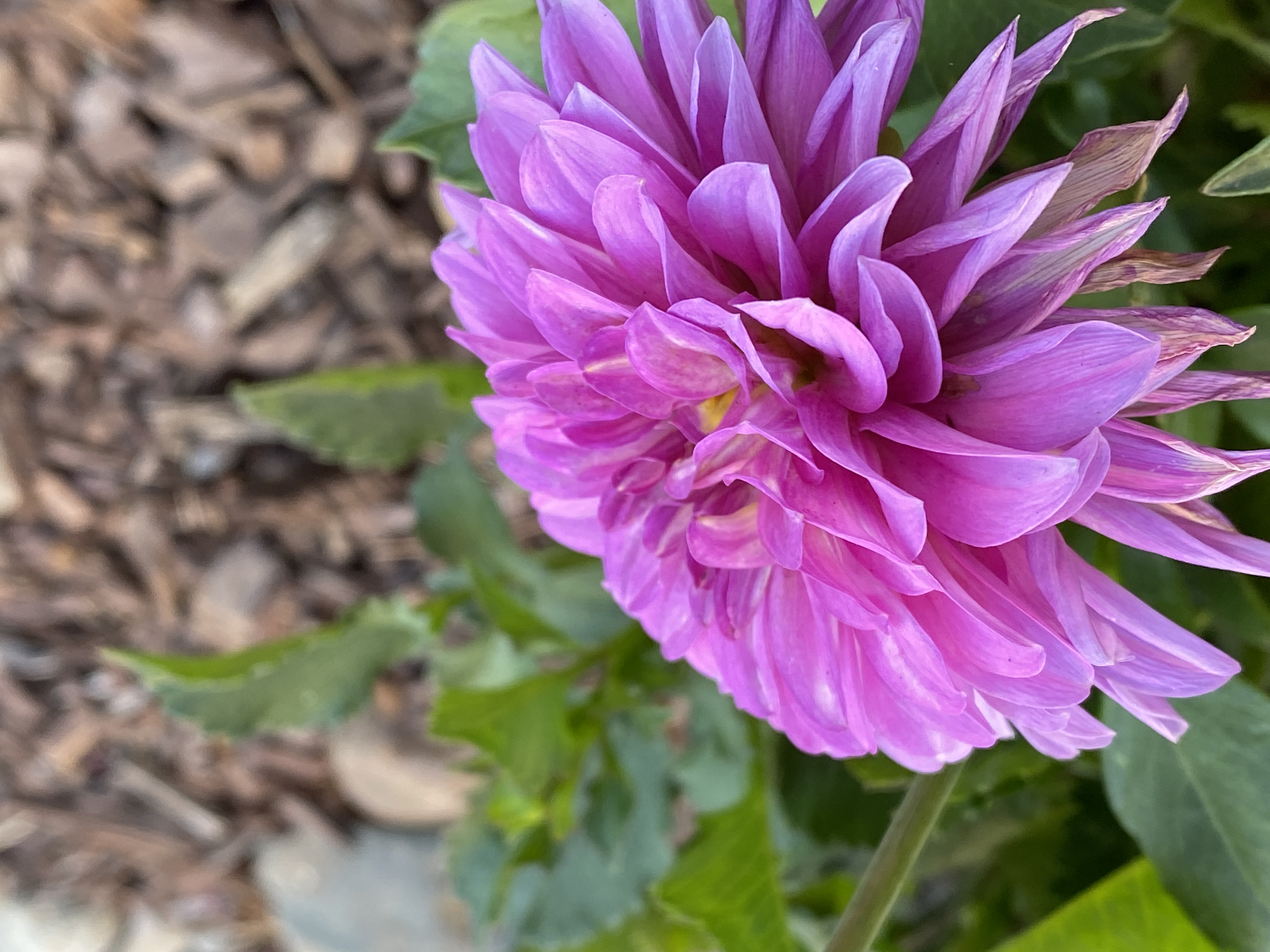 Wind dried Dahlia by Shutterbug · 365 Project