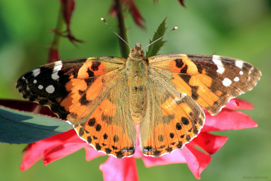 Painted Lady, wings down by Thom Mitchell · 365 Project