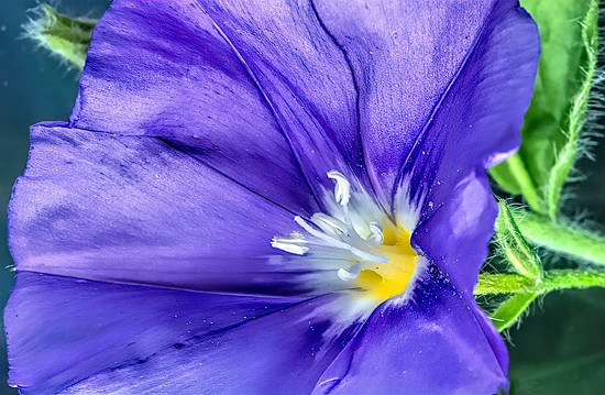 Blue Convulvulus by Diana · 365 Project