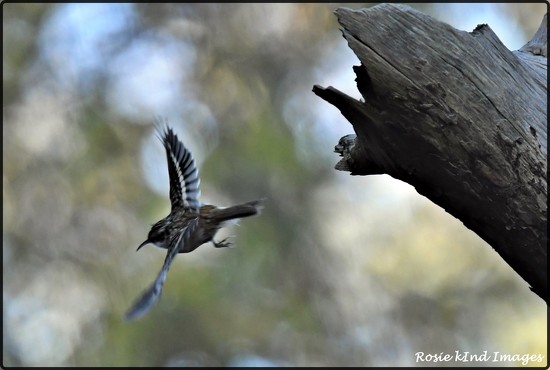 RK3_5867 Tree creeper flying away by Rosie Kind · 365 Project