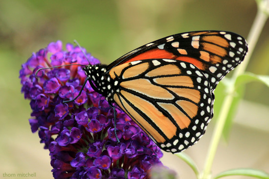 Monarch by Thom Mitchell · 365 Project