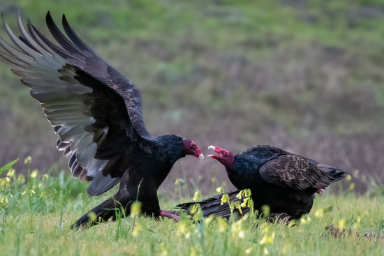 TUVU by Nickw · 365 Project