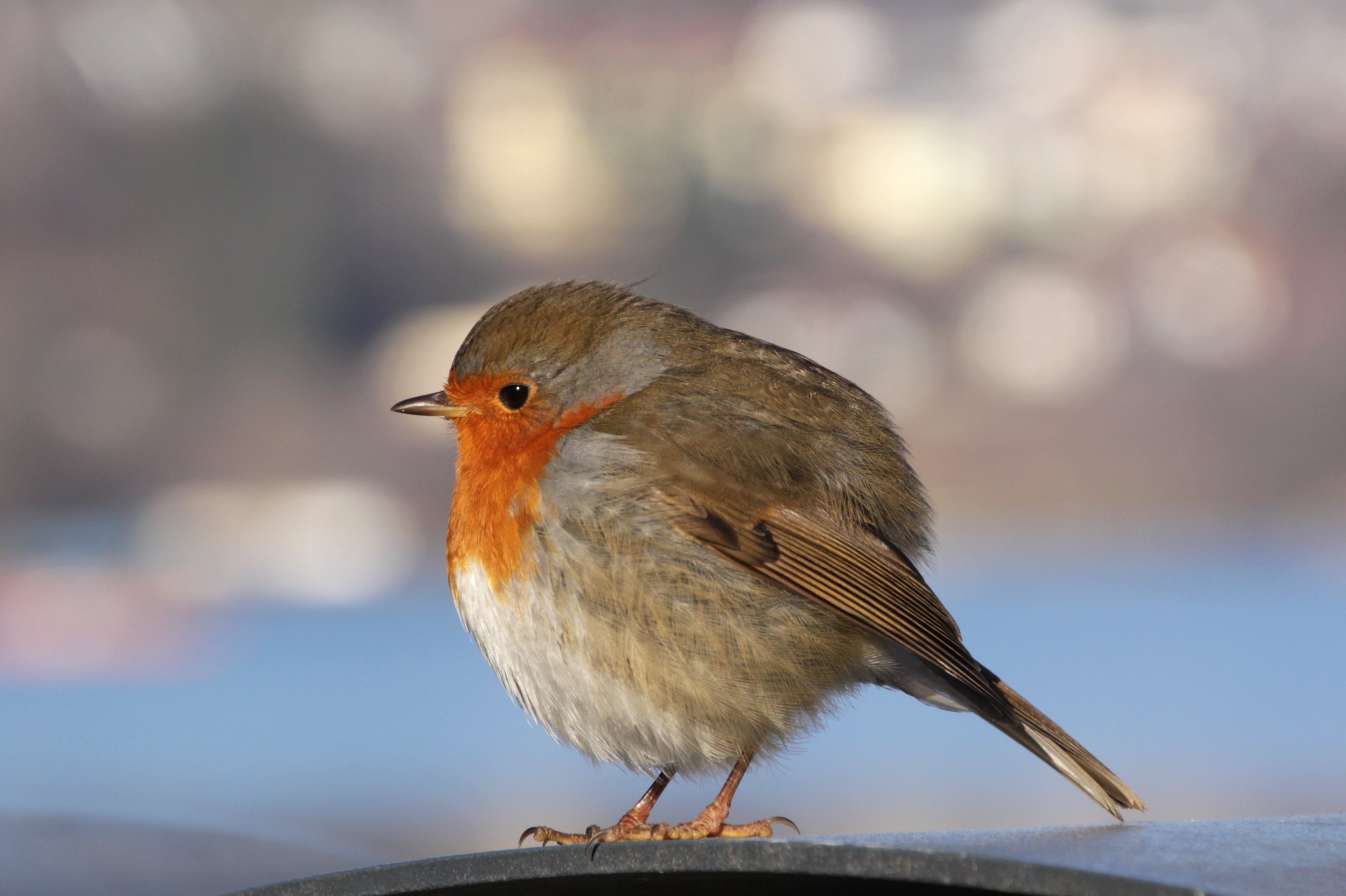 fluffy robin by Judith Johnson · 365 Project