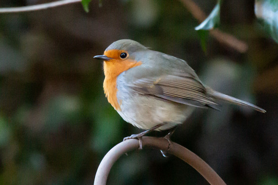 My little robin by Pam Knowler · 365 Project