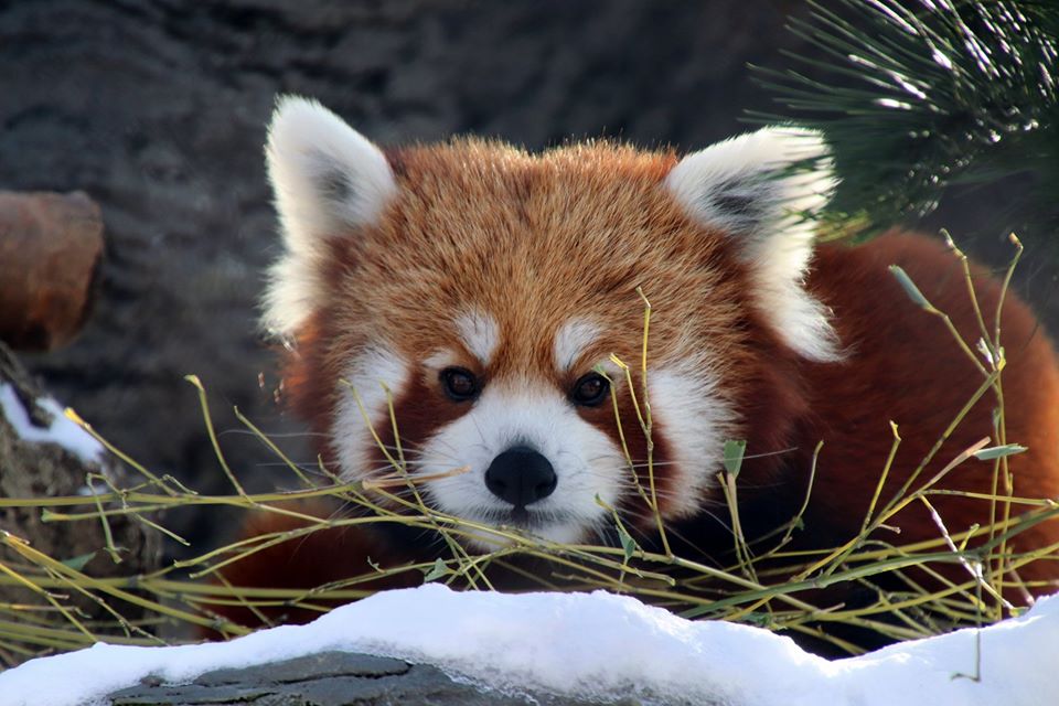 Leo The Red Panda by Randy Lubbering · 365 Project