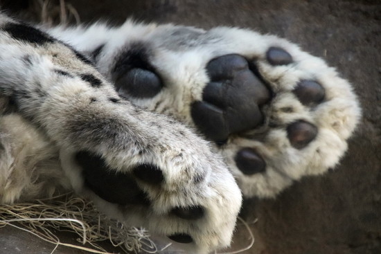 Big Cat Paw by Randy Lubbering · 365 Project