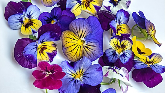 Edible Pansies by Diana · 365 Project