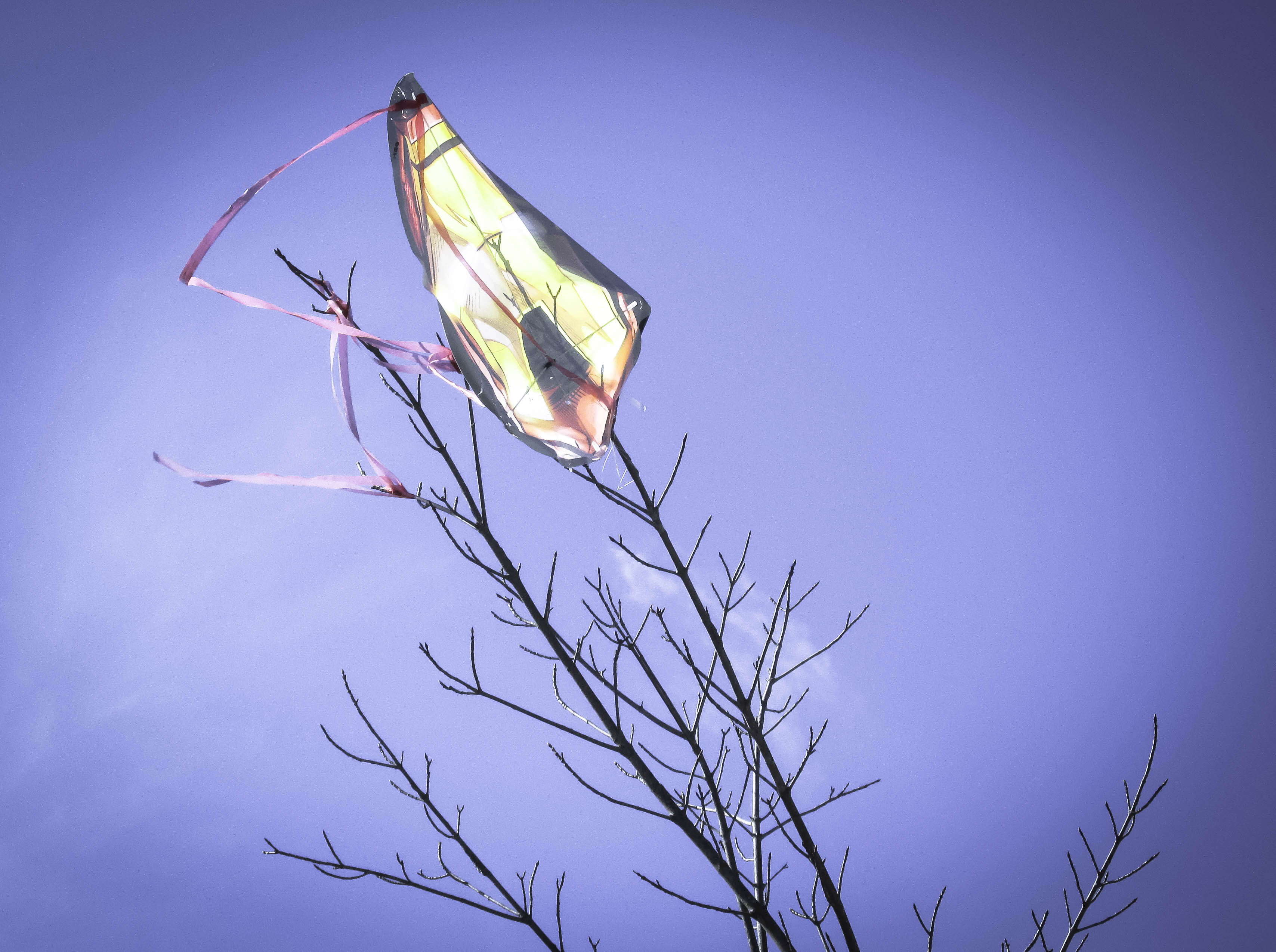 Kite eating tree by mittens (Marilyn) · 365 Project