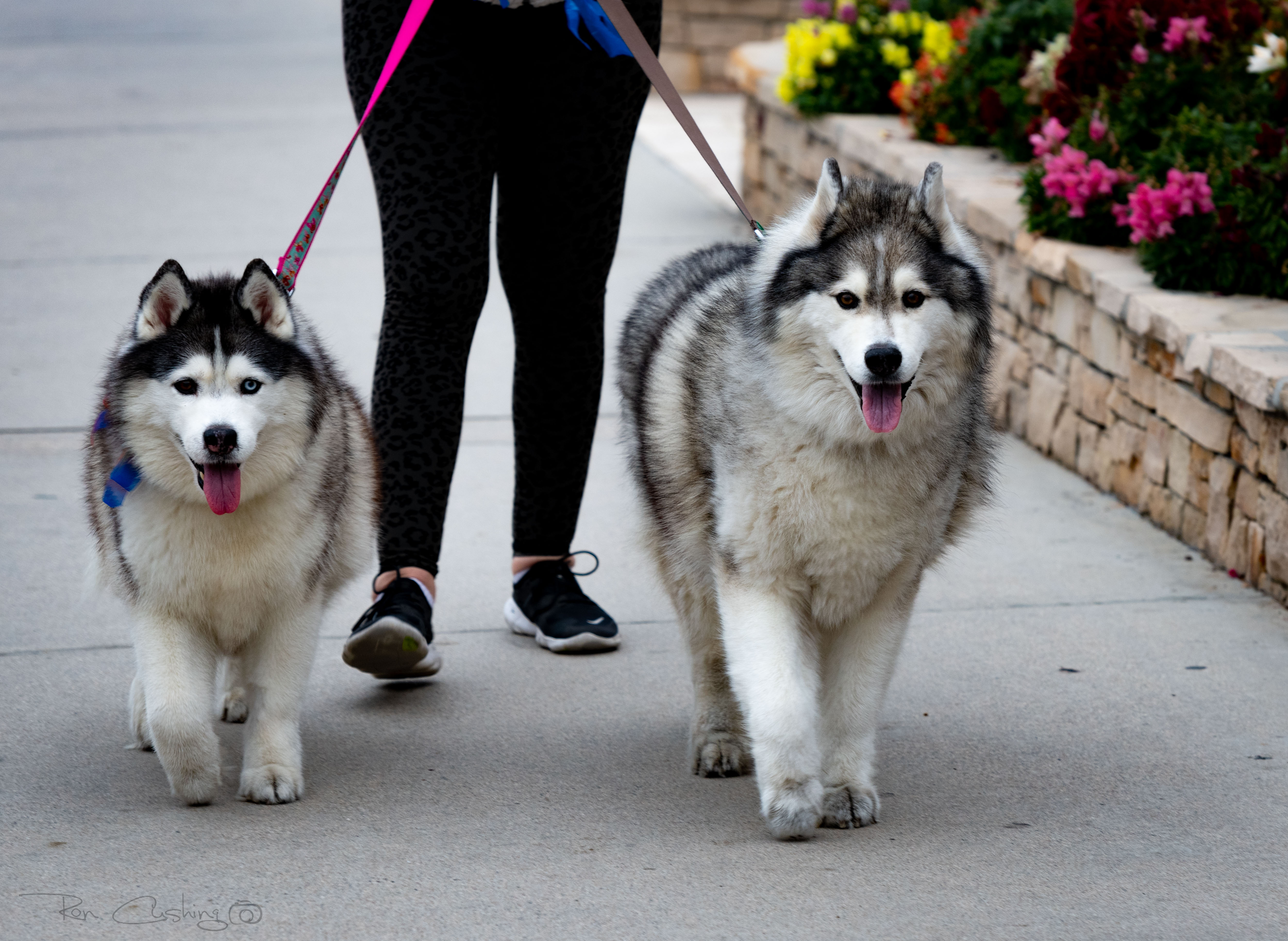 Lead Dogs by Ron · 365 Project