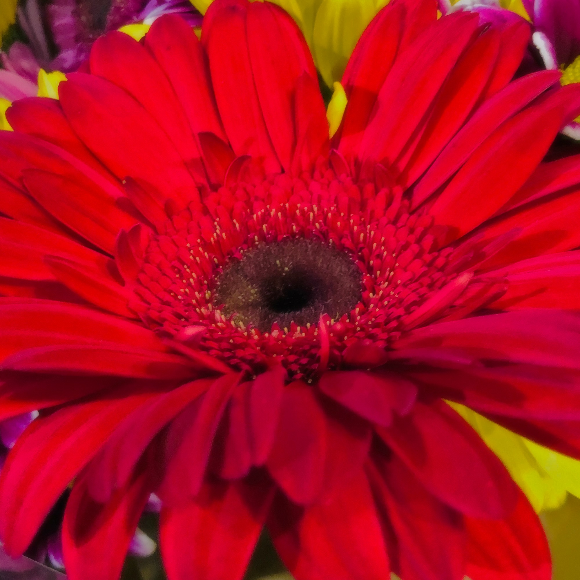 Red Gerber Daisy by Sandy Z W · 365 Project