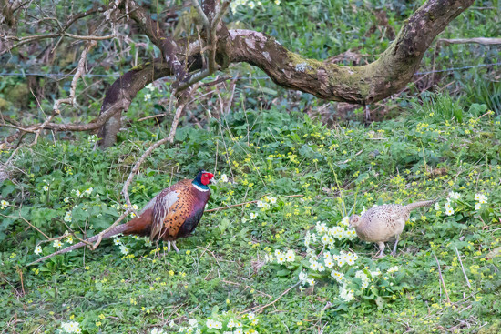 Hi darling fancy a cuddle? by Pam Knowler · 365 Project