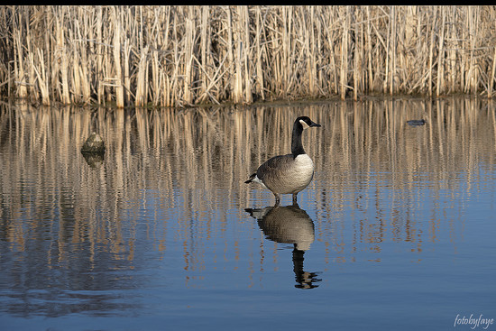 The Great Canadian Goose by Faye Turner · 365 Project