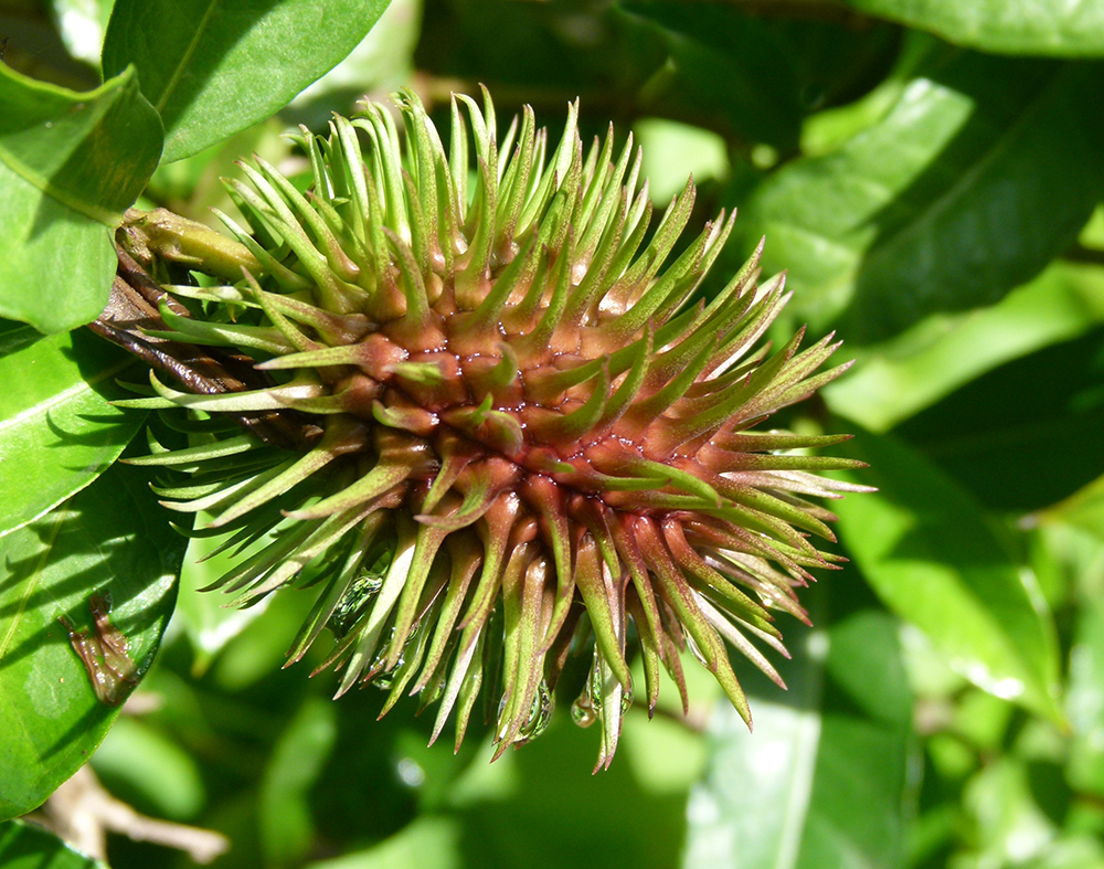 Allamanda Seed Pod by Babs · 365 Project