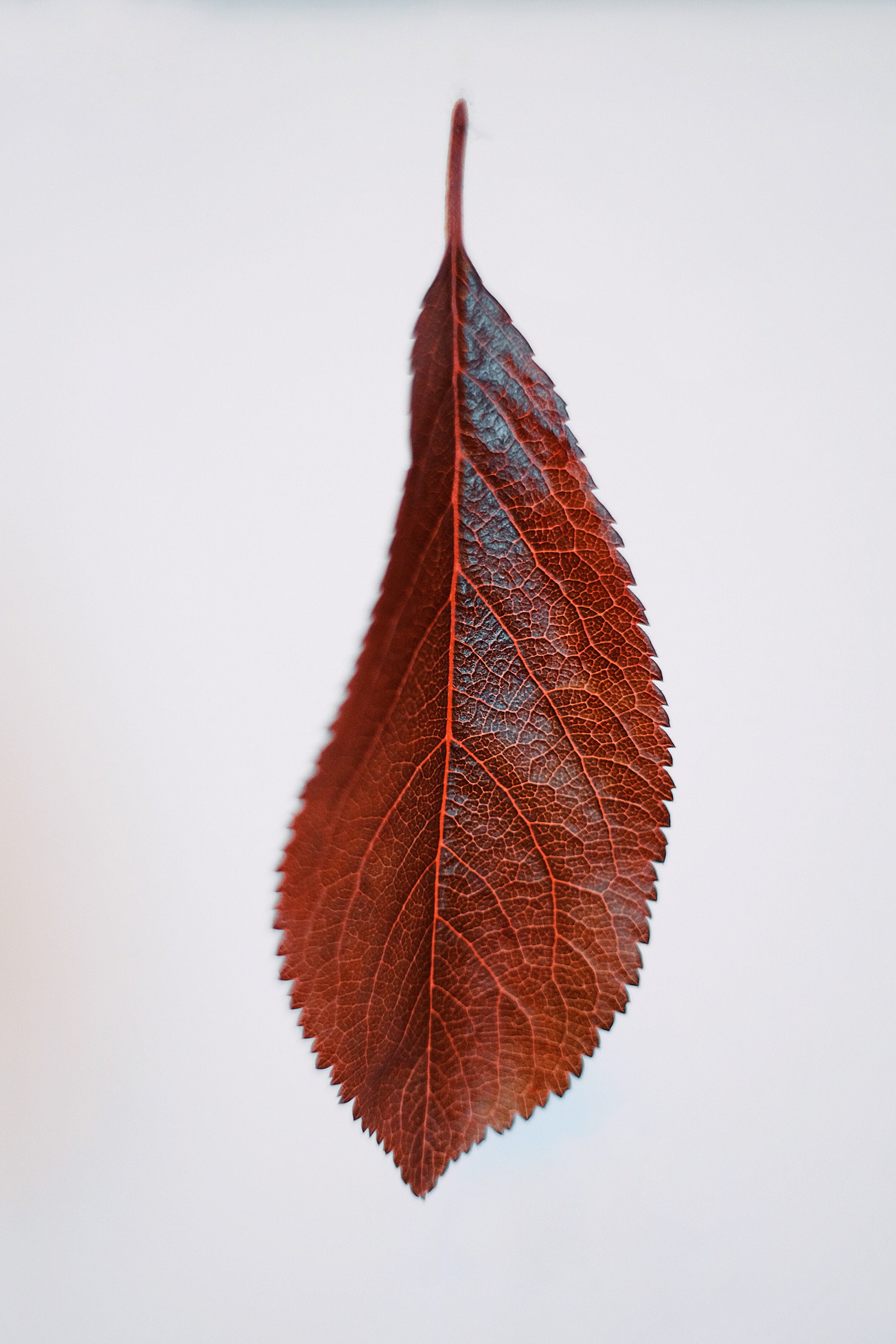 Japanese Cherry Tree Leaf by Matthew Cornwell · 365 Project