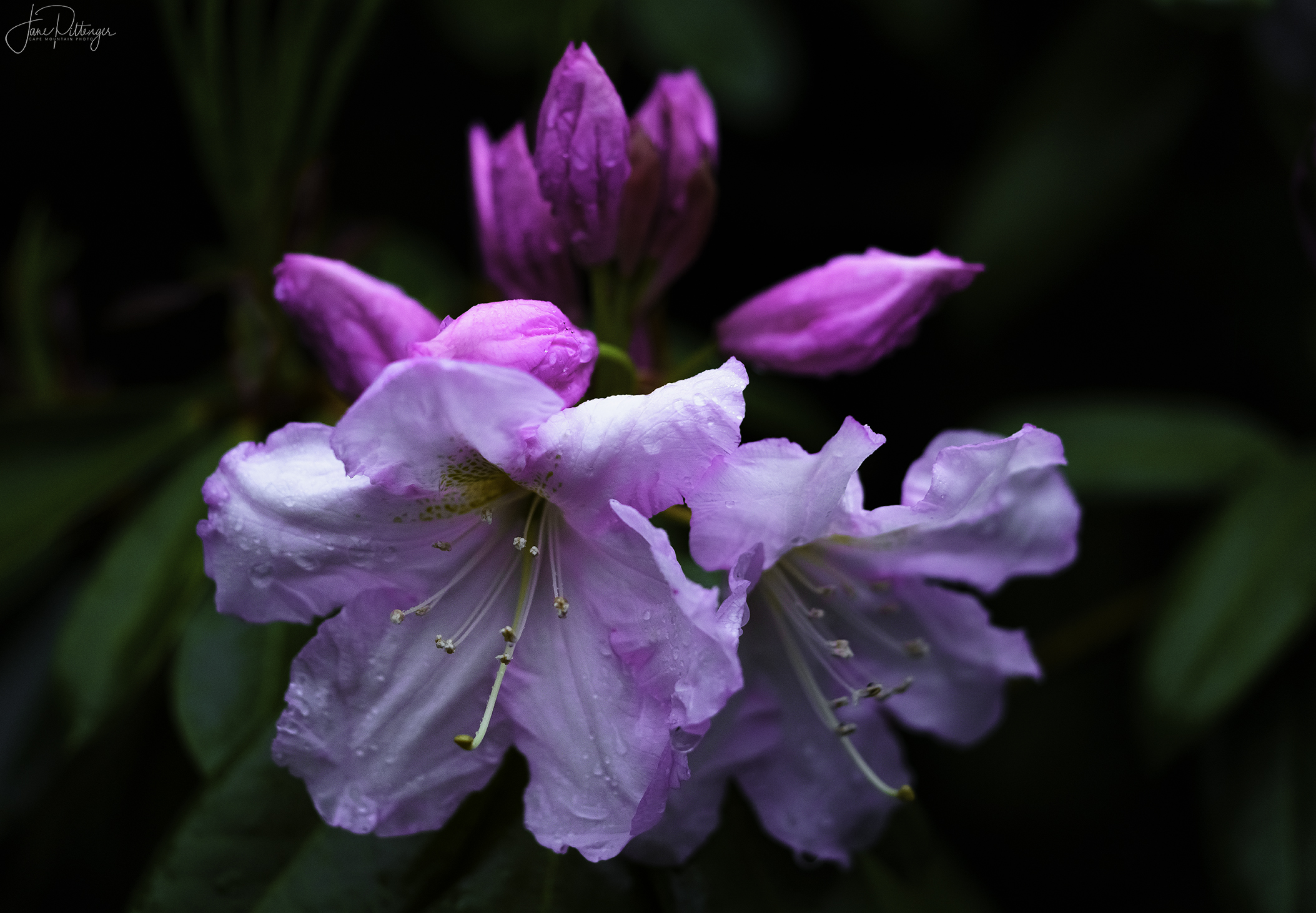 Pink Rhody Blooms by Jane Pittenger · 365 Project