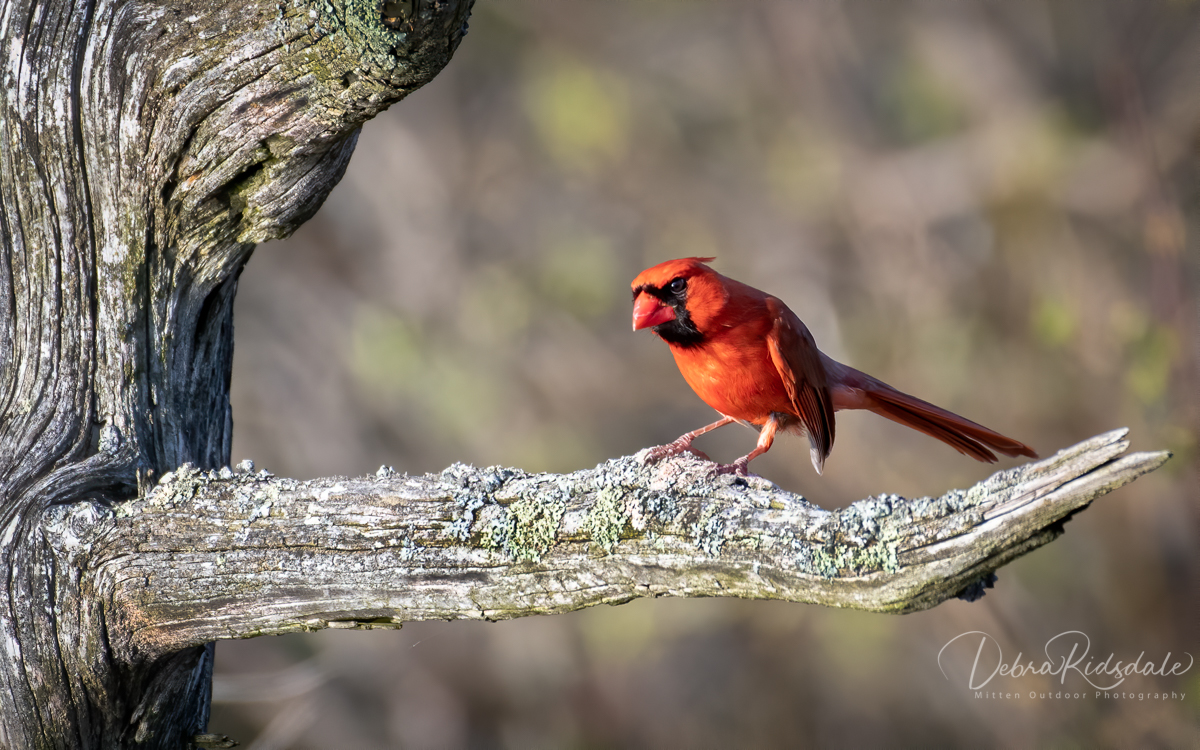 Male Cardinal (aka Angry Bird) by Debra · 365 Project
