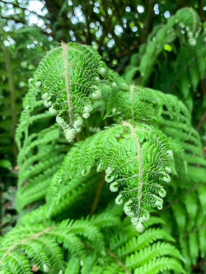Beautiful ferns by Pam Knowler · 365 Project