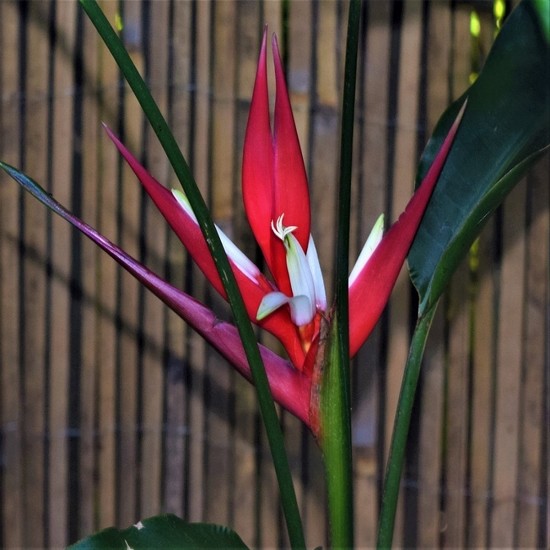 Beautiful but Unknown Flower ~ by Valerie Chesney · 365 Project