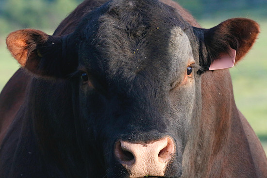 Friendly Bull by photogq · 365 Project