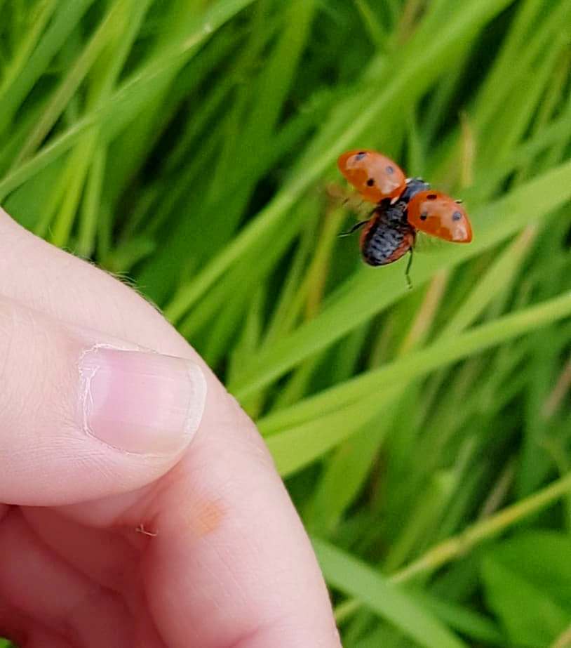 Ladybird in Flight by Fisher Family · 365 Project