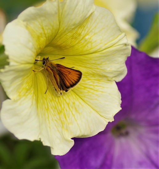 Moth and Petunia by Islandgirl · 365 Project