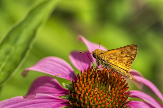 Spindly Legs by KV · 365 Project