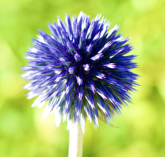 thistle by Orion5D · 365 Project