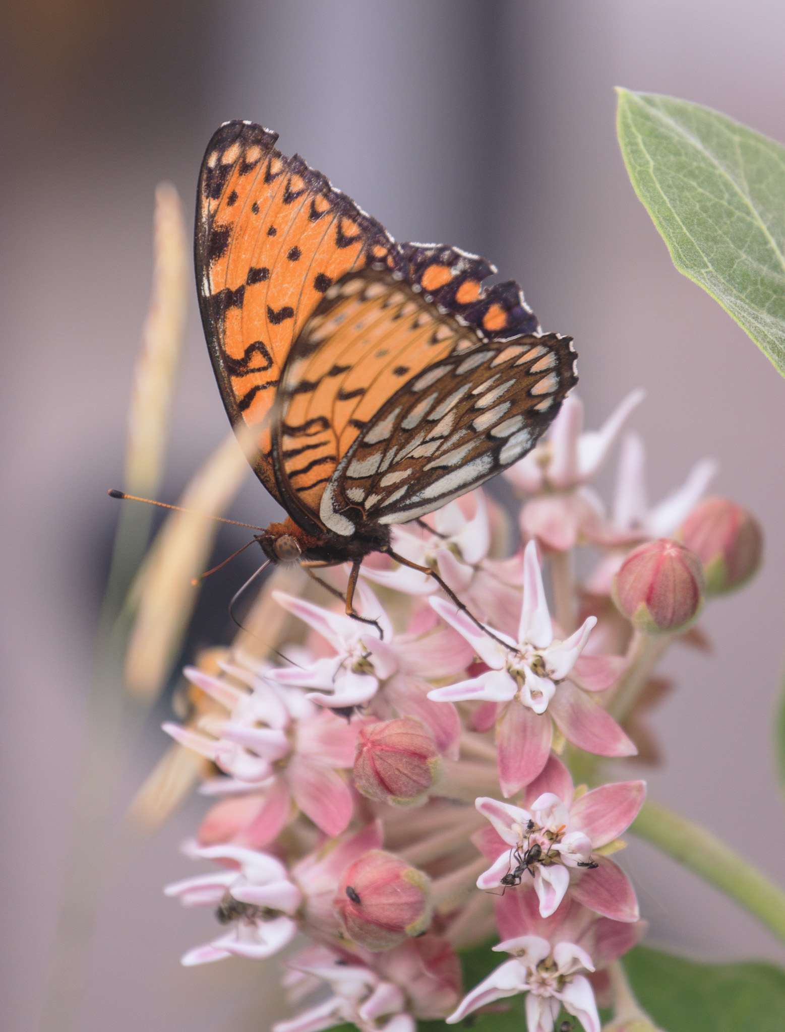 regal fritillary by April · 365 Project