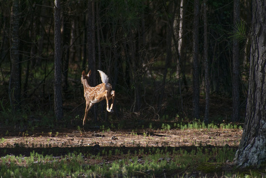 Leaping Fawn by Kate · 365 Project