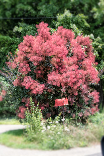 Red smoke tree by Joan Robillard · 365 Project